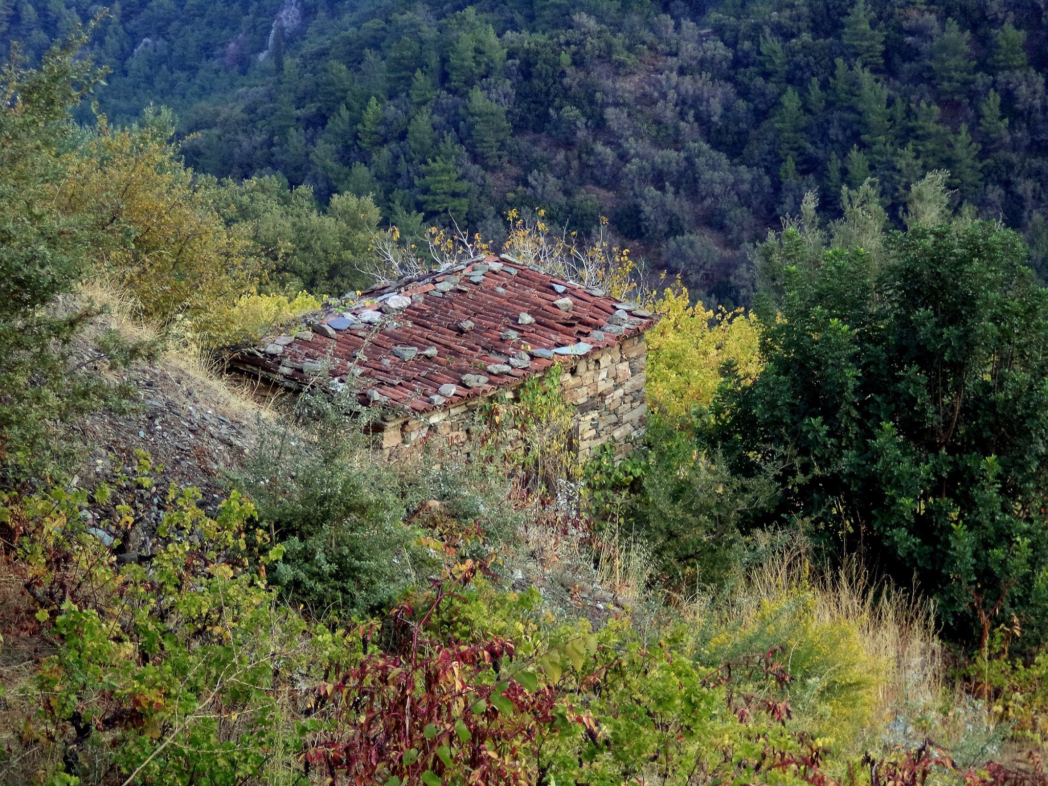 ΣΑΜΙΩΤΙΚΑ ΚΑΛΥΒΙΑ - Εφημερίδα ΕΟΣΣ | Σαμία Άμπελος