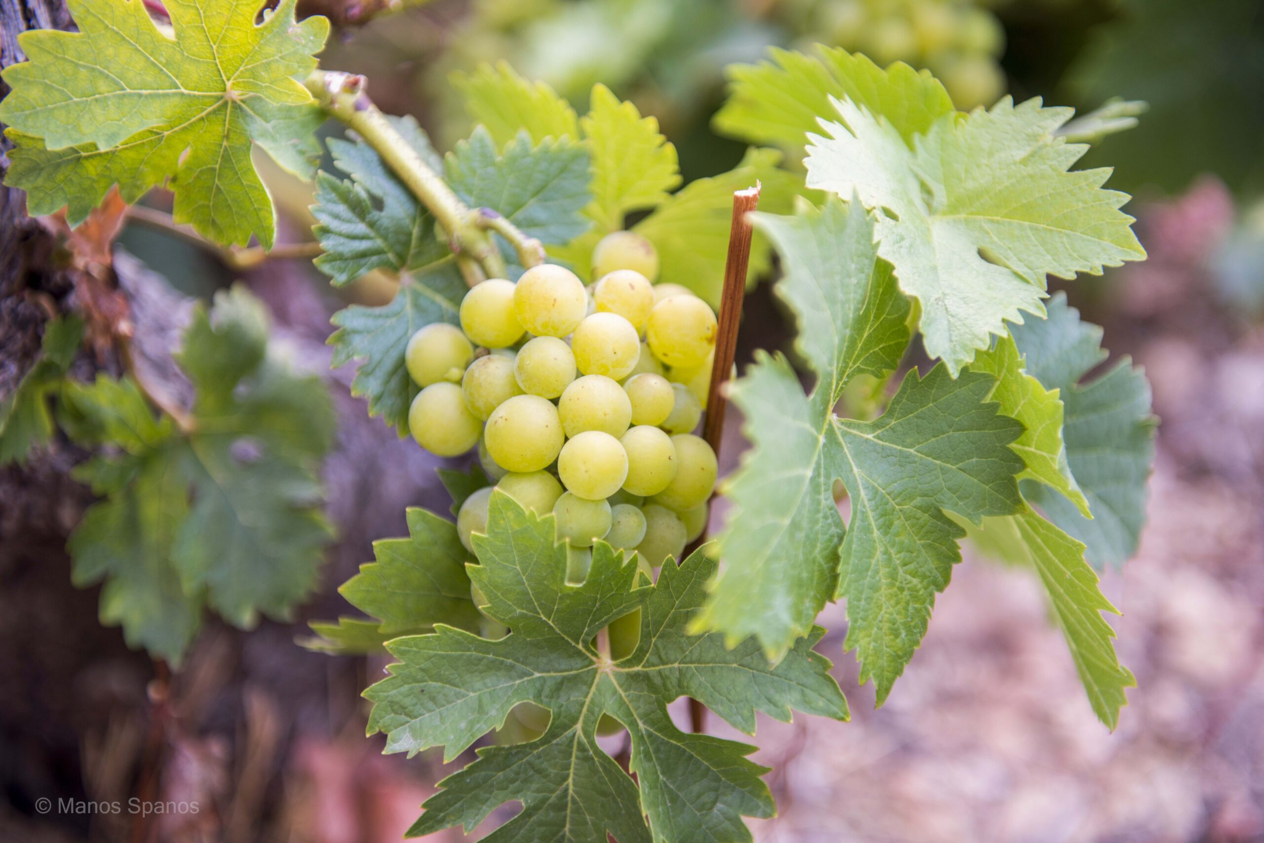 ΕΠΕΙΓΟΥΣΑ ΑΝΑΚΟΙΝΩΣΗ ΨΕΚΑΣΜΟΥ ΕΥΔΕΜΙΔΑΣ 2022 - Εφημερίδα ΕΟΣΣ | Σαμία ...