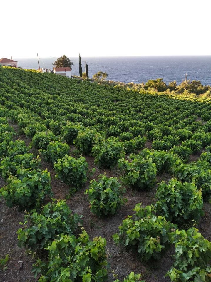 ΑΝΑΚΟΙΝΩΣΗ ΨΕΚΑΣΜΟΥ ΕΥΔΕΜΙΔΑΣ 2022 - Εφημερίδα ΕΟΣΣ | Σαμία Άμπελος